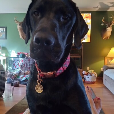 Brass Dog Tag, Personalized Brass Pet ID Tag, Custom Cat Tag, Unique ...