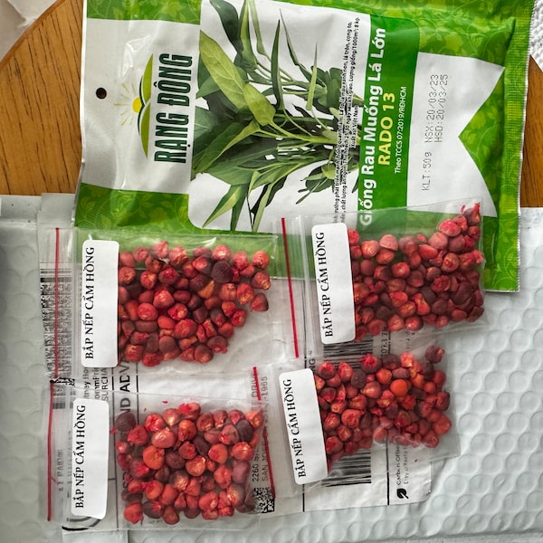 1000+ Water Spinach Seeds – Rau Muong La Lon Rado 13 – Kangkong Ong ...