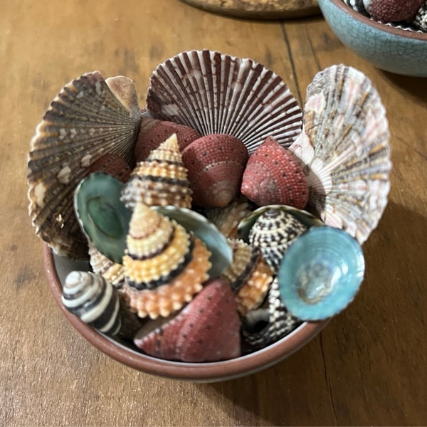 Strawberry Top Red Seashells Clanculus Puniceus (5 Shells Approx. 0.5 ...