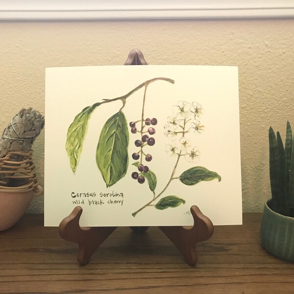 American Chestnut Print - Etsy