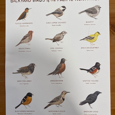 Backyard Birds of the Pacific Northwest Art Print / Washington State ...