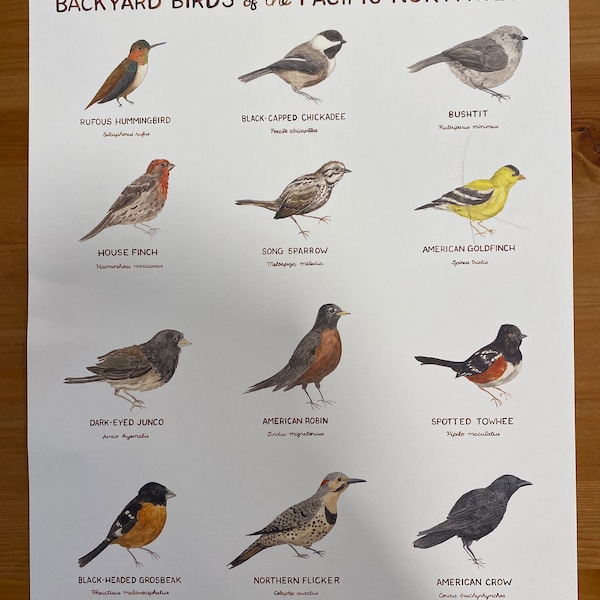 Backyard Birds of the Pacific Northwest Art Print / Washington State ...