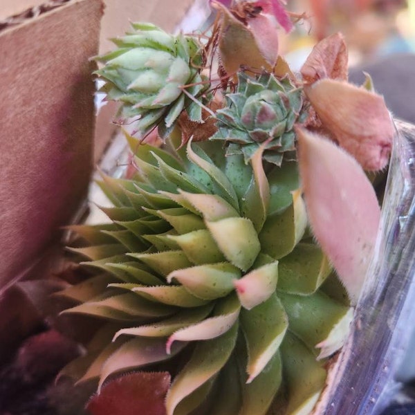 Ajuga Feathered Friends fierce Falcon Plant in 3 1/2 Pot Perennial ...