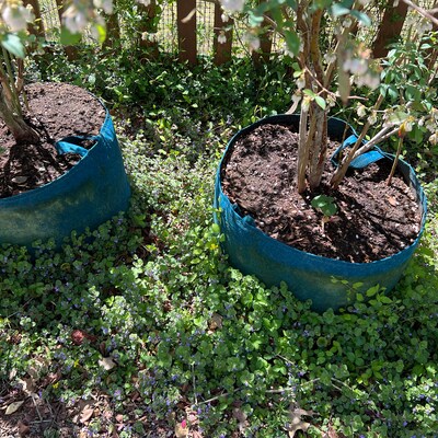 3 Raspberry Plants heritage Everbearing, Red3 Large, 1 Year Old, Bare ...