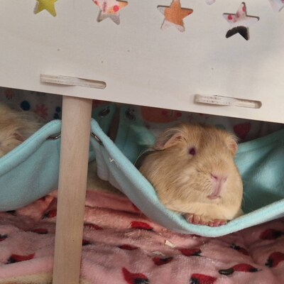 Slot Together Wooden Rabbit Bunk Bed - Etsy