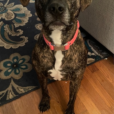 Rifle Paper Co Print Dog Collars 9 Cute Floral Trendy Patterns No ...