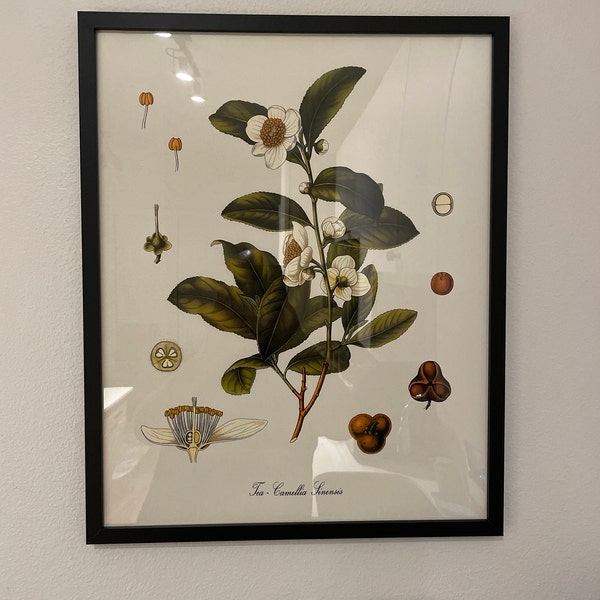 Tea Botanical Print, Tea Botanical Art Print, Tea Wall Art, Tea Decor ...