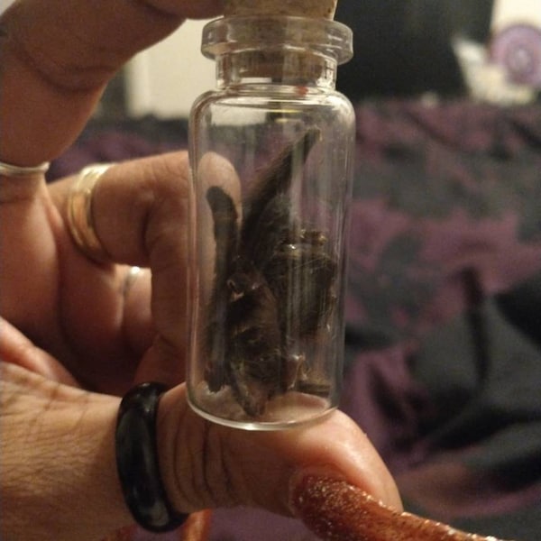 Mini Bug Curiosity Insect Specimen Jars | Entomology Apothecary Bottles ...