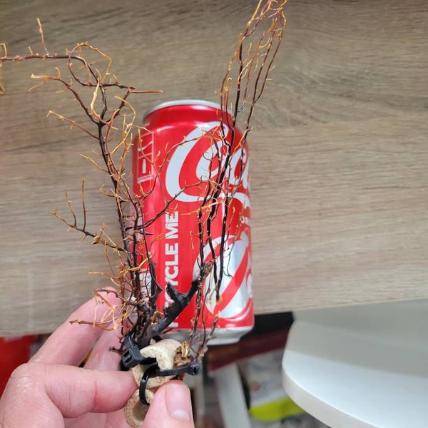 Calico Atlantic Scallop Seashells Argopecten Gibbus 10 Shells Approx. 2 ...