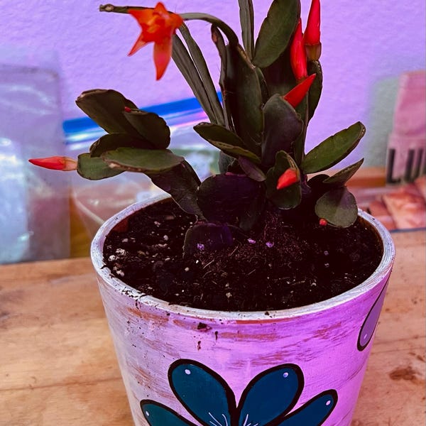 Bunny Rabbit Pot Hugger for Flower Pot • Gardening Gifts • Unique ...