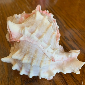 Nessastores Mexican Deep Sea Shell Beach Craft Scallop 2 - Etsy