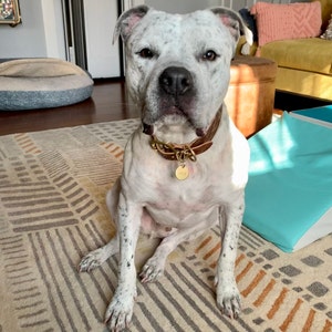 LINUS: Hand Stamped Personalized Custom Pet ID Tags for Dogs - Etsy