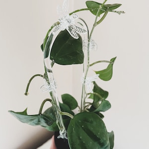 Super Clear Moss Pole D Shaped Stackable Multiple Sizes - Etsy Canada