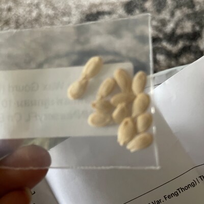 Millingtonia Tree Seed Indian Cork Tree Seed Tree Jasmine - Etsy