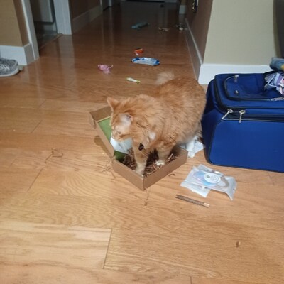 Catnip Alternative Variety Box Catnip, Valerian, Silvervine Powder ...