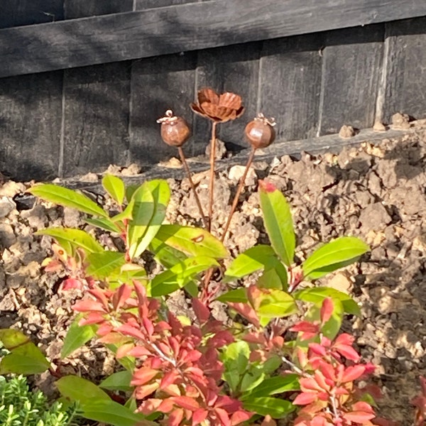 Large Metal Poppy Seed Heads. Rusted Sculptures for the Garden. Garden ...