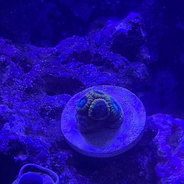 Bicolor Frogspawn Coral Frag Saltwater Aquarium Corals - Etsy