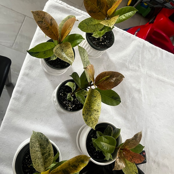 Ficus Shivereana Moonshine, Rubber Tree 4” - Etsy