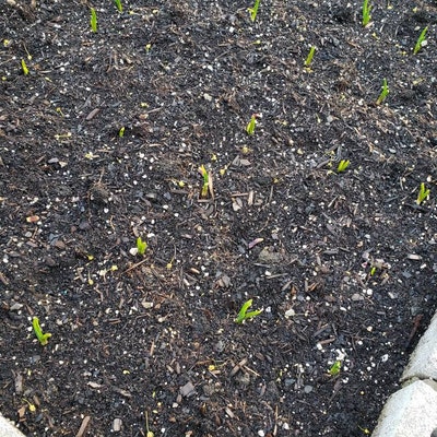 Heavy Duty 4 Row Dibbler Wheel - Etsy