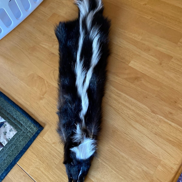 Striped Skunk #1 Grade Professionally Soft Tanned Hide/pelt/nice White ...