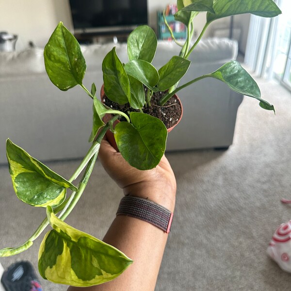 Pothos Lizard Queen - New Pothos Sport - Variegated Epipremnum - Live ...