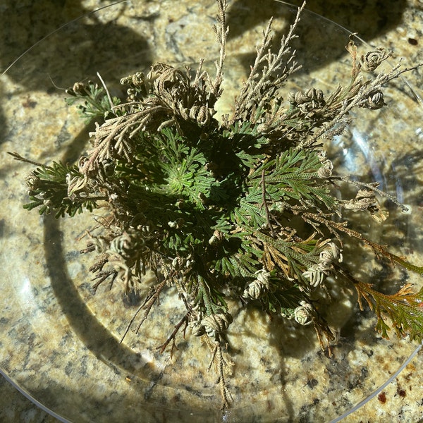Resurrection Plant | Jericho Flower | Rose of Jericho | Resurrection ...