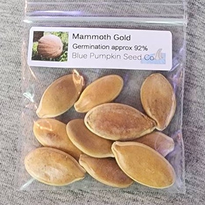 Tamarind Tree Seeds: Tamarin, Tamarindo, Tamarindus Indica, Tamariner ...