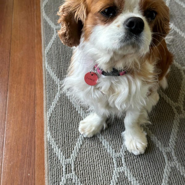 Dog Tag, Leather Tag, Silent ID Tag, Personalized Dog Tag, Small Dog ...