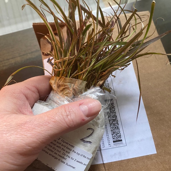 Cherry Sparkler Fountain Grass Plug Starter Plant - Etsy