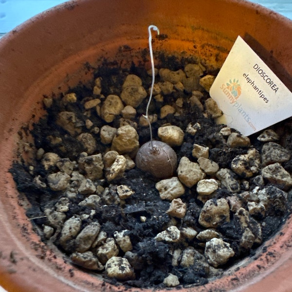 SUNNYPLANTS - Dioscorea Elephantipes, Hottentot Bread, Dioscorea ...