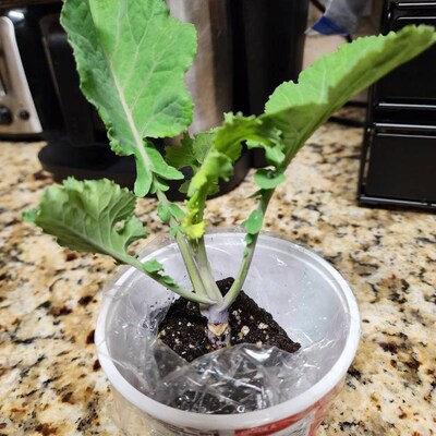 3 Merritt Tree Collard Cuttings - Etsy