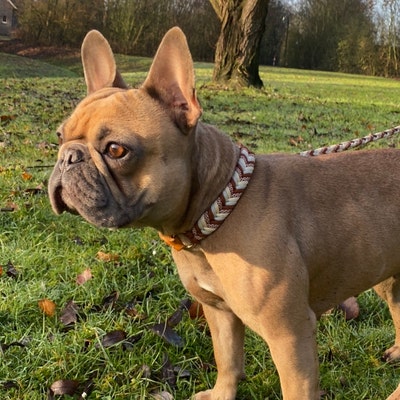 Collar PINA Leather Collar for Dogs With Paracord Braiding - Etsy