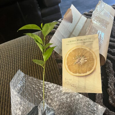 Organic Red PIGEON PEAS Gunga Pea 50 Seeds Cajanus Cajan Gandul Lazaro ...