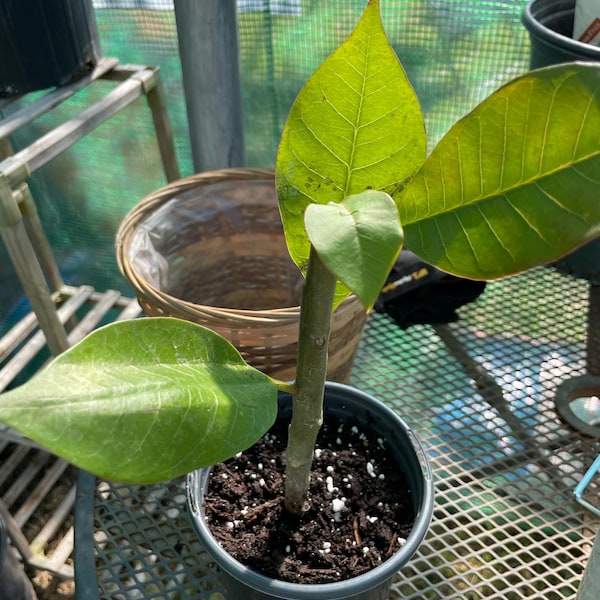 Shooting Star Tree AKA Starburst Tree Clerodendrum Quadriloculare Small ...