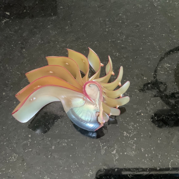 AAA LARGE Natural Conch Shells Decorate,17-20cm Large Natural Conch ...