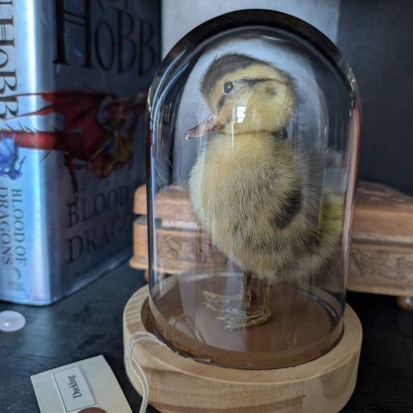 Ghost Cicada ayuthia Spectabilis Unframed Specimen. A1 Quality. Cicada ...