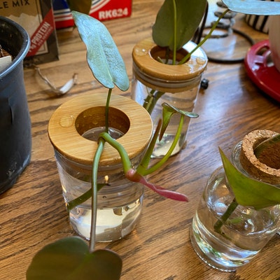 Propagation Station Jar Flower Vase With Bamboo Lid - Etsy