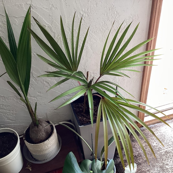Extremely Rare Corypha Umbraculifera talipot Palm - Etsy