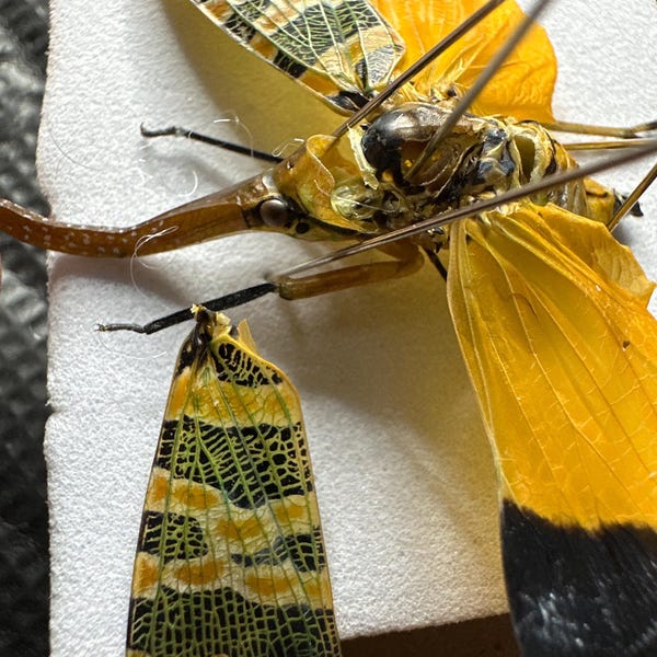 Real Butterfly Specimens, Real Butterfly Specimens, Insect Glass Cover ...