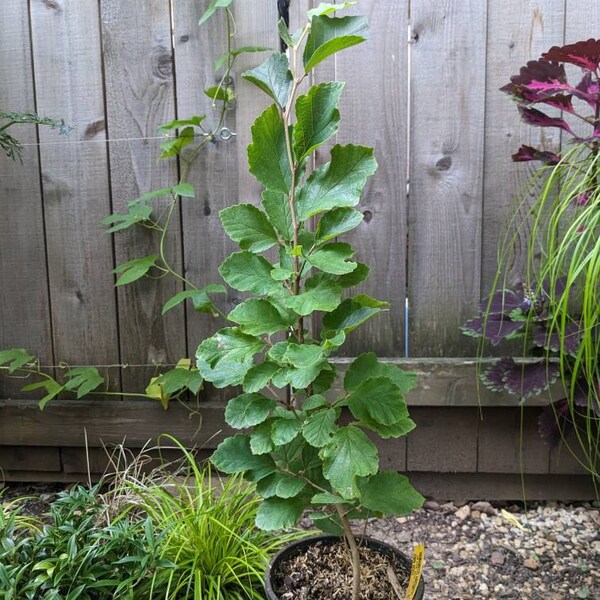 Viburnum Burkwoodii 'mohawk' Burkwood Viburnum Live Plant 4 Pot Size - Etsy