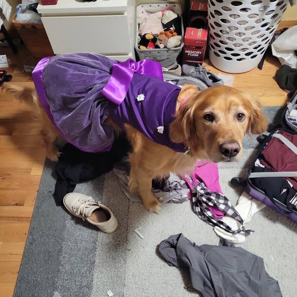 Dog Bathing Suit, Dog Swim Suit, Dog Swim Wear, Dog 2 Piece Set, Dog ...