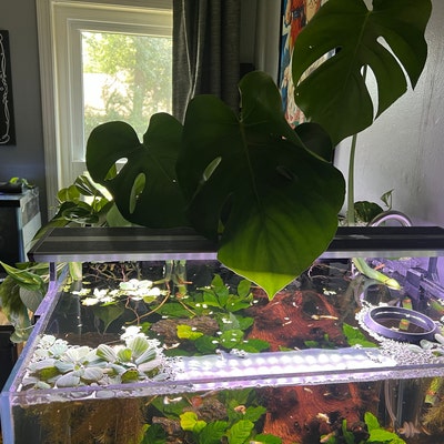 Poth-o-carry® Original: Aquarium Rim Pothos Holder - Etsy