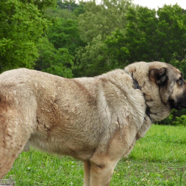 Turkish Kangal Dog Collar Iron Dog Collar Agains Wolf Attack Hot ...