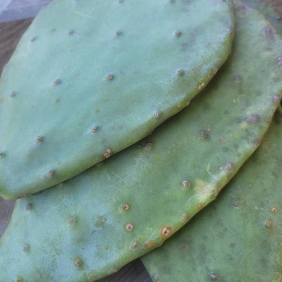 Spineless Prickly Pear Cactus 1 PAD / Winter Hardy / Freshly Cut ...