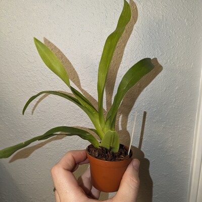 Oncidium Sharry Baby 'red Fantasy', Famous Orchid With Chocolate ...