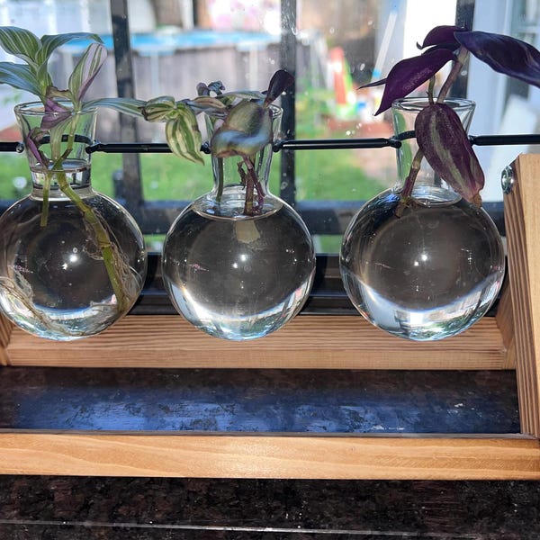 Mixed Set of 3 Propagation Jars - Plants, Houseplants, Clipping ...