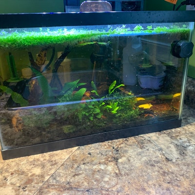 Subwassertang pellia Moss Rare Aquatic Moss Live Aquarium Freshwater ...