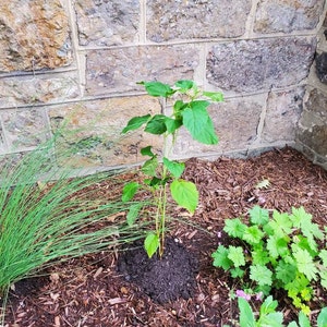 Musa poquito Banana Tree/ Banana Tree in 4 Inch Cups one | Etsy