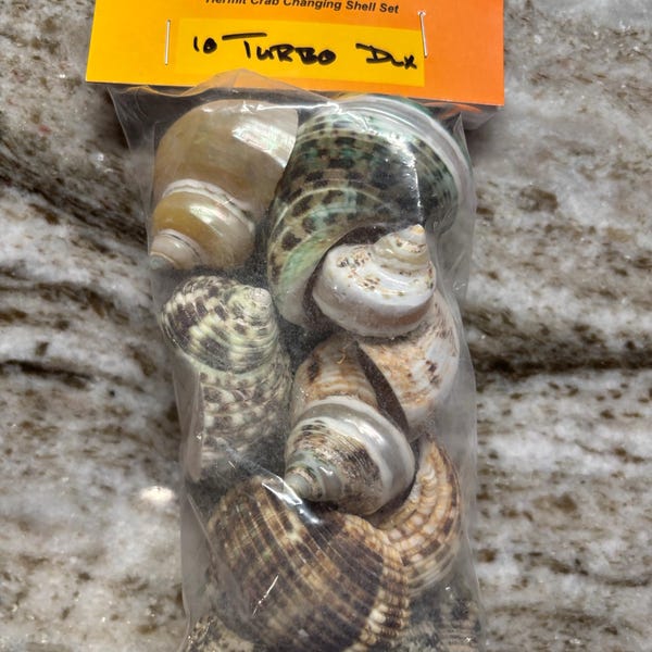 3 Polished Tiger Clam Pair Shells Seashell 3-4" (80-100mm) Coastal ...