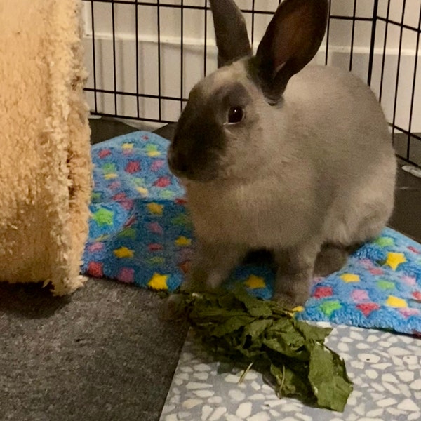 Kudzu Blossom Liquid Goats' Milk Soap and Body Wash Natural Liquid Soap ...